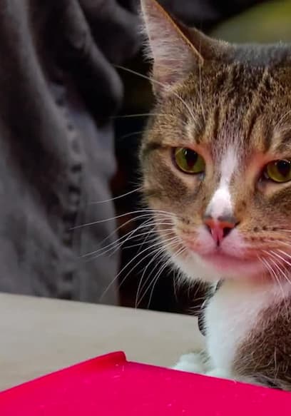 Watch My Cat from Hell S08:E09 - Felines and Frenemies? - Free TV Shows ...