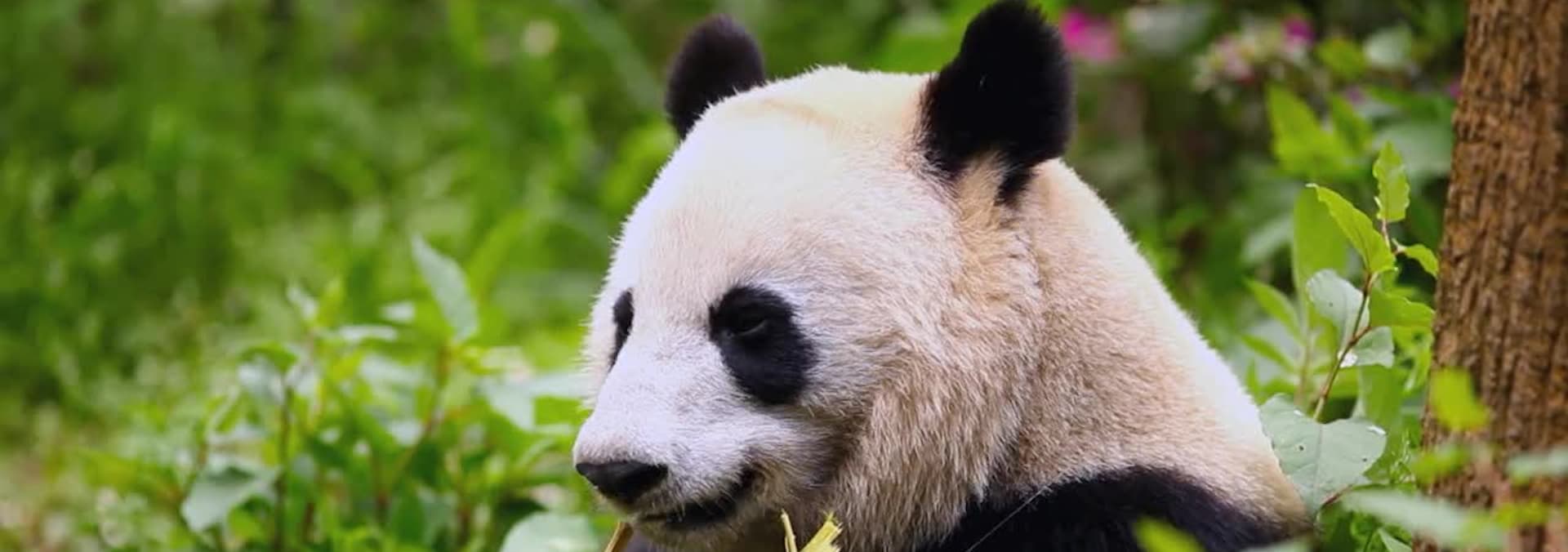 Watch Baby Animals Around the World S03:E03 - Baby Animals From Asia ...