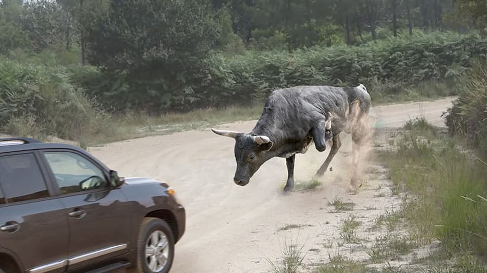 Watch Weird, True & Freaky S01:E02 - Life on the Dangerous Edge - Free ...