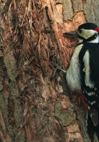 Watch Nature in Symbiosis S01:E01 - The Mountain - Free TV Shows | Tubi