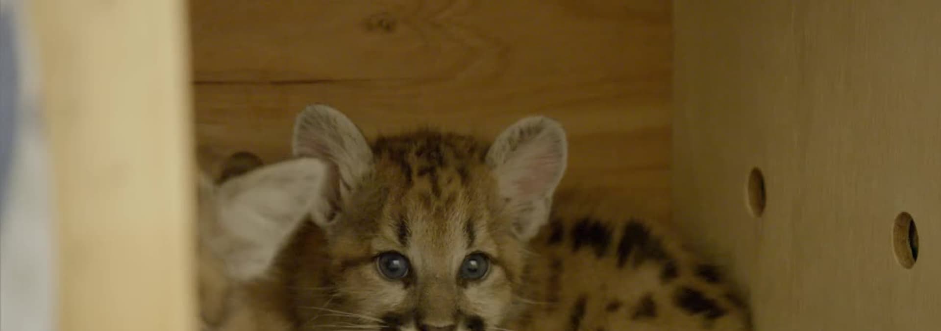 Watch The Zoo S04:E06 - Cougar Cub Rescue - Free TV Shows | Tubi