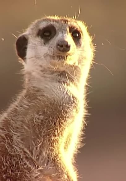 Watch Meerkat Manor S02:E01 - Episode 1 - Free TV Shows | Tubi