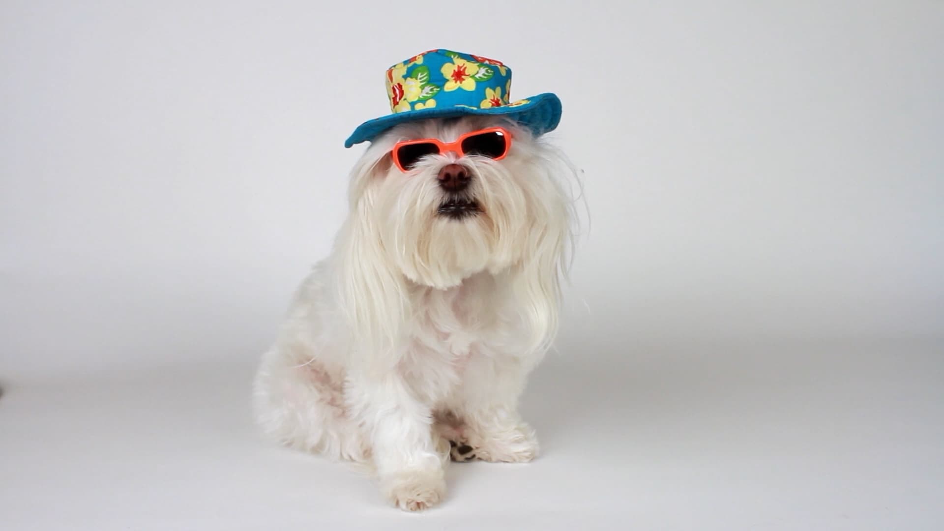 Watch Pets Streaming Online | Tubi Free TV