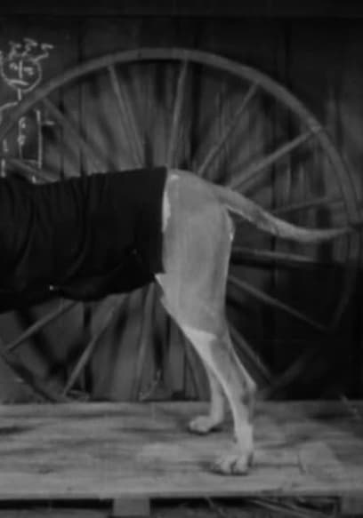 Watch The Little Rascals S01:E80 - Cat, Dog & Co. - Free TV Shows | Tubi