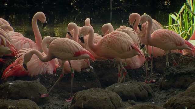 Watch The Zoo S01:E01 - Episode 1 - Free TV Shows | Tubi