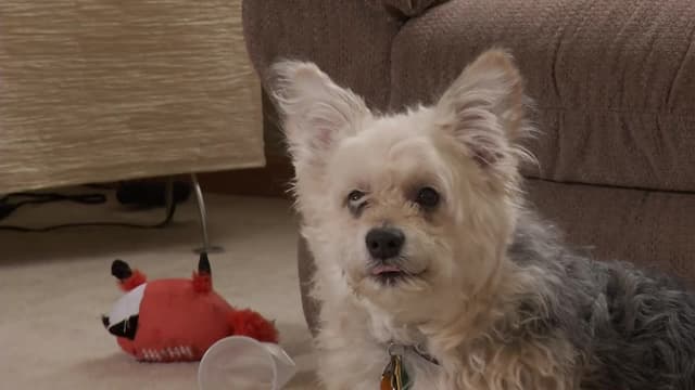 Watch Bad Dog S03:E03 - Food Fiends - Free TV Shows | Tubi