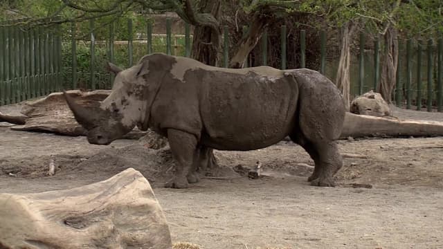 Watch The Zoo S04:E06 - Episode 6 - Free TV Shows | Tubi