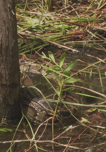 Watch Swamp People: Serpent Invasion S02:E05 - Outlaw Country - Free TV ...