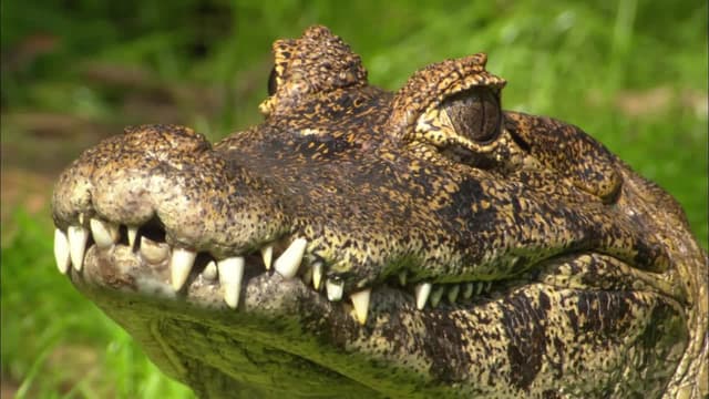 Watch Animal Atlas Season 4 - Free TV Shows | Tubi