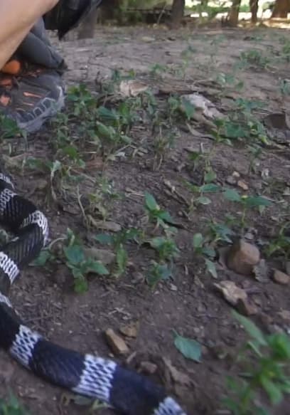 Watch The Snake Master S01:E06 - Trailing Common Kraits: The Silent ...