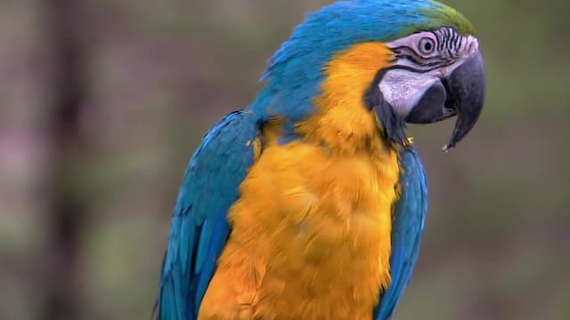 Watch Animal Atlas Season 4 - Free TV Shows | Tubi