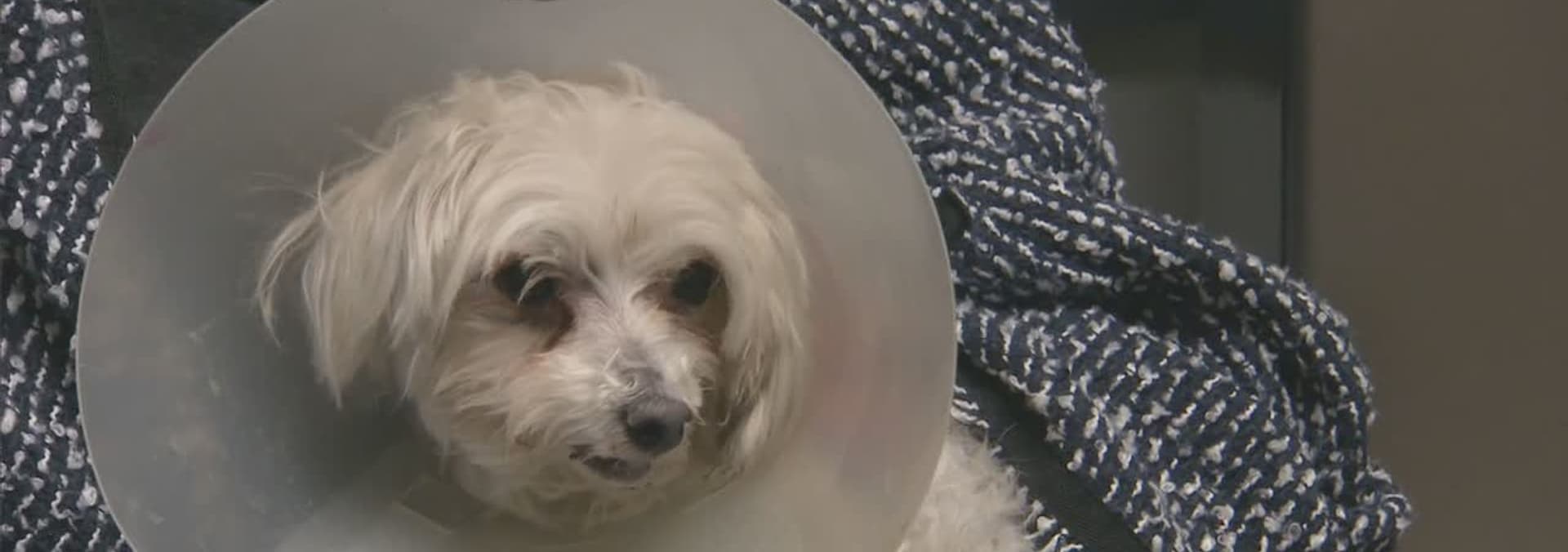 Watch Dr. Jeff: Rocky Mountain Vet S07:E11 - The Littlest Rescuer ...