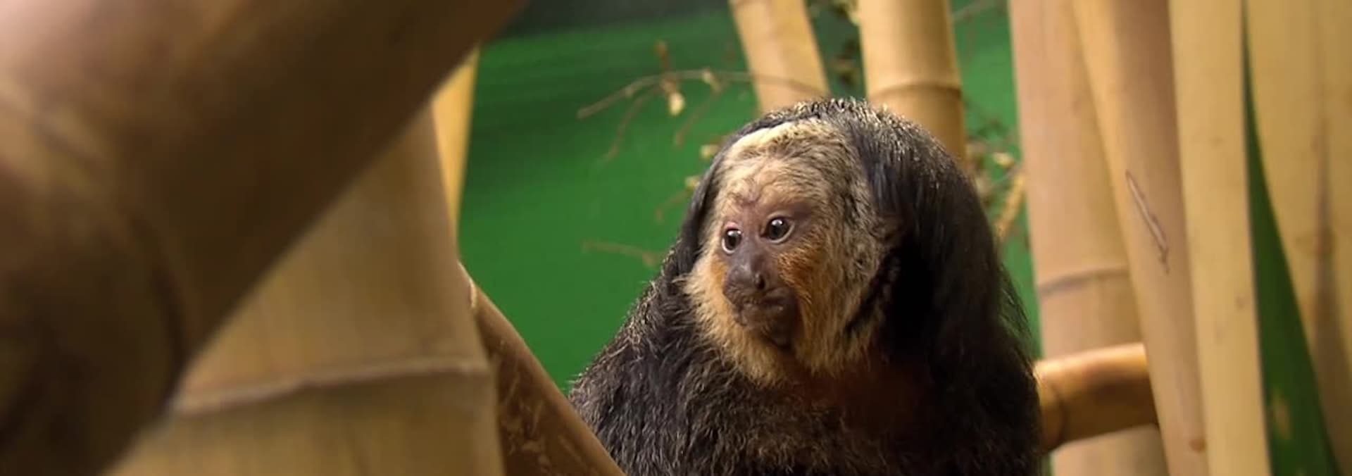 Watch The Zoo S05:E04 - Episode 4 - Free TV Shows | Tubi