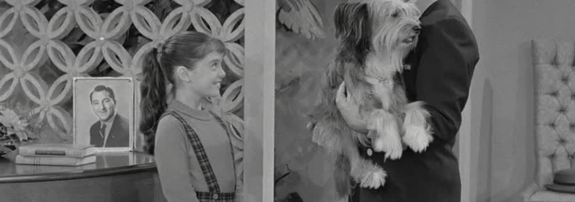 Watch The Danny Thomas Show S10:E16 - Jose, the Dog Sitter - Free TV ...