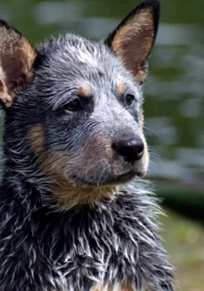 Watch The Dog Dudes: Pack Power S01:E05 - Human Herder - Free TV Shows ...