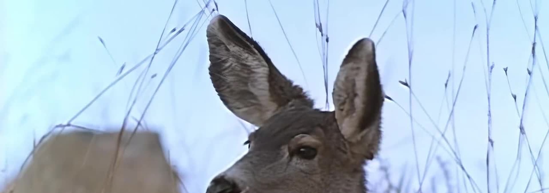 Watch Wild America S07:E701 - Designs for Defense - Free TV Shows | Tubi