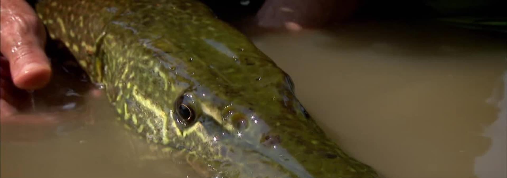 Watch River Monsters S02:E04 - Alaskan Horror - Free TV Shows | Tubi