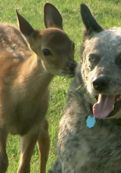 Watch Dog's Best Friend S01:E06 - Episode 6 - Free TV Shows | Tubi