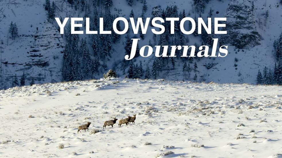 Watch Yellowstone Journals Streaming Online | Tubi Free TV