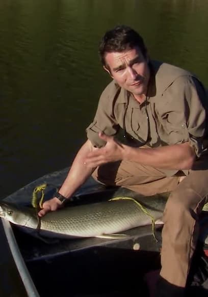 Watch Biggest and Baddest S02:E01 - Swamp Monsters - Free TV Shows | Tubi