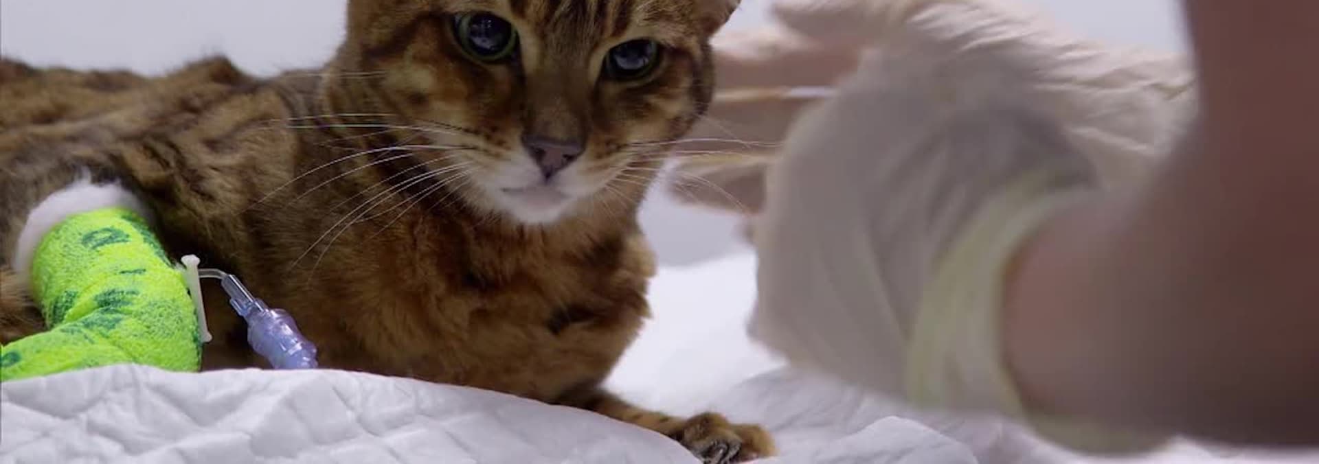 Watch The Supervet S03:E22 - Wobble, Tia, and Alfie - Free TV Shows | Tubi
