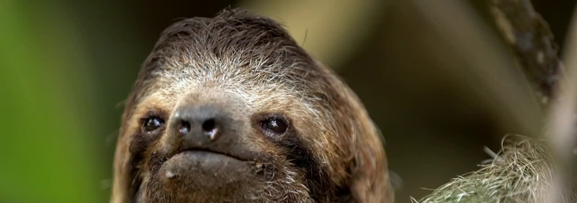 Watch How Do Animals Do That? S02:E10 - Barking Dogs and Sloth Buffets ...