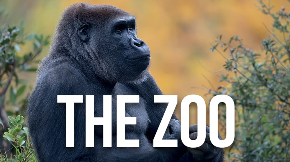 Watch The Zoo Streaming Online | Tubi Free TV