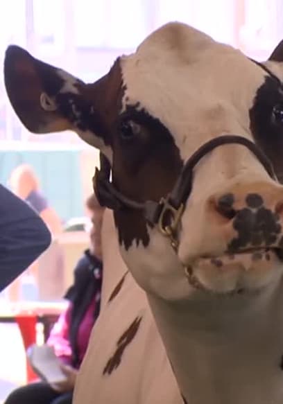Watch All About Animals S03:E11 - Cow Judging, Show Jumping, and Animal ...