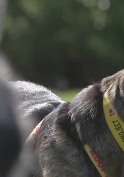 Watch A Dog for Life S01:E11 - Glens and Jay - Free TV Shows | Tubi