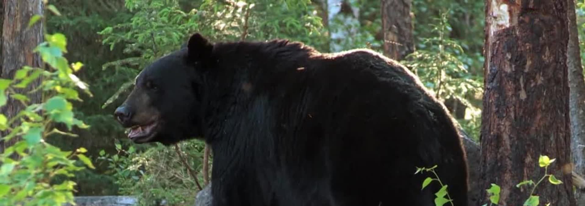 Watch Wardens S07:E11 - Still on the List - Free TV Shows | Tubi