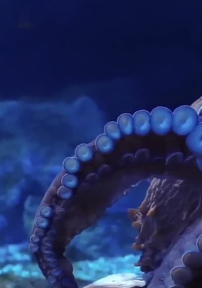 Watch Bizarre Beasts S01:E02 - Bizarre Beasts of Nature: Creatures With ...