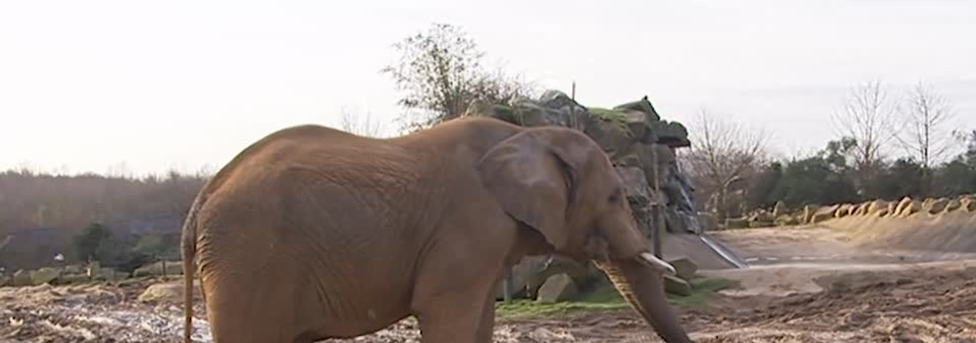 Watch Zoo Days S04:E03 - Episode 3 - Free TV Shows | Tubi