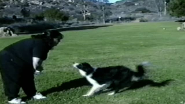 Watch Funniest Pets & People S01:E17 - Fun in the Sun - Free TV Shows ...