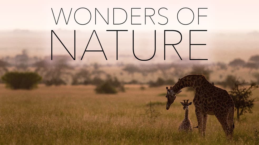 Watch Wonders of Nature Streaming Online | Tubi Free TV