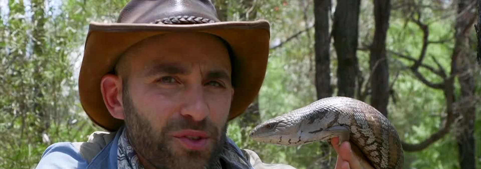 Watch Brave Wilderness S06:E02 - Blue Tongue Skink! - Free TV Shows | Tubi