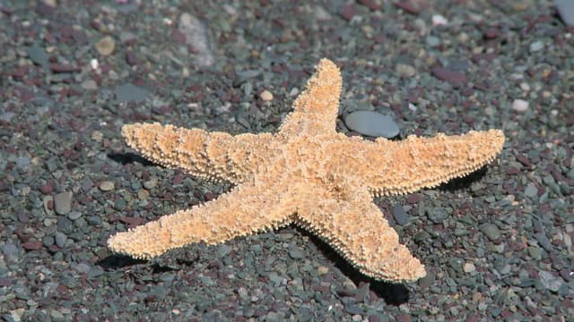 Watch Mickey's Farm S03:E306 - Starfish - Free TV Shows | Tubi