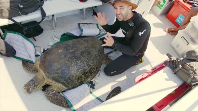 Watch Brave Wilderness S05:E05 - Swimming With Sea Turtles - Free TV ...