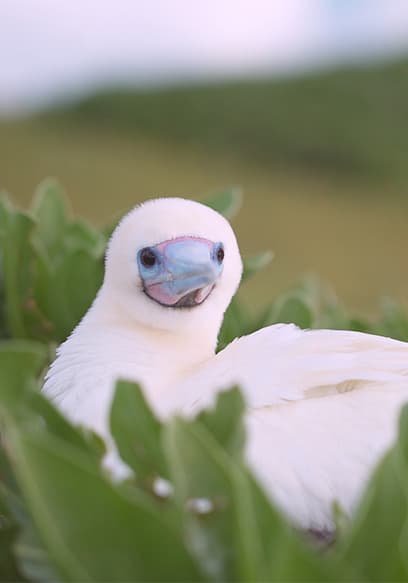 Watch Bluewater Safari S01:E04 - Cato Reef - Free TV Shows | Tubi