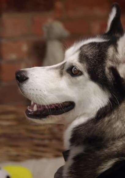 Watch Embarrassing Pets S01:E19 - Episode 19 - Free TV Shows | Tubi