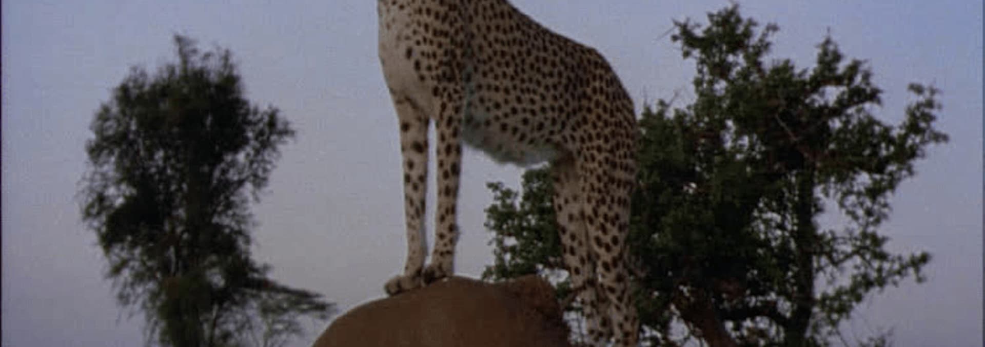 Watch Wonderful World S01:E20 - Bugs (Pt. 2) - Free TV Shows | Tubi