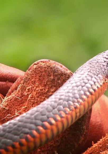 Watch Snake Boss S01:E08 - Episode 8 - Free TV Shows | Tubi