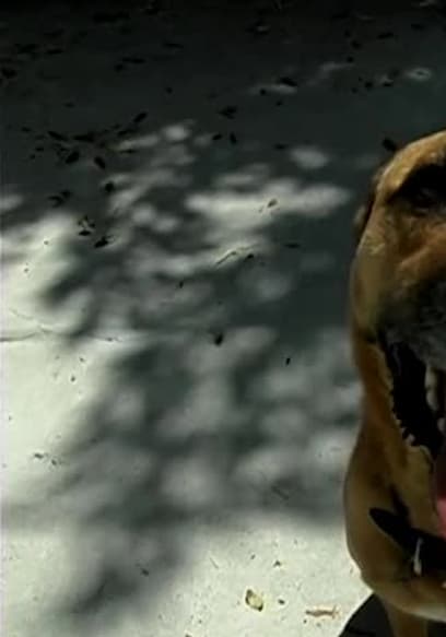 Watch Dog Whisperer with Cesar Millan S01:E13 - Jake and King - Free TV ...