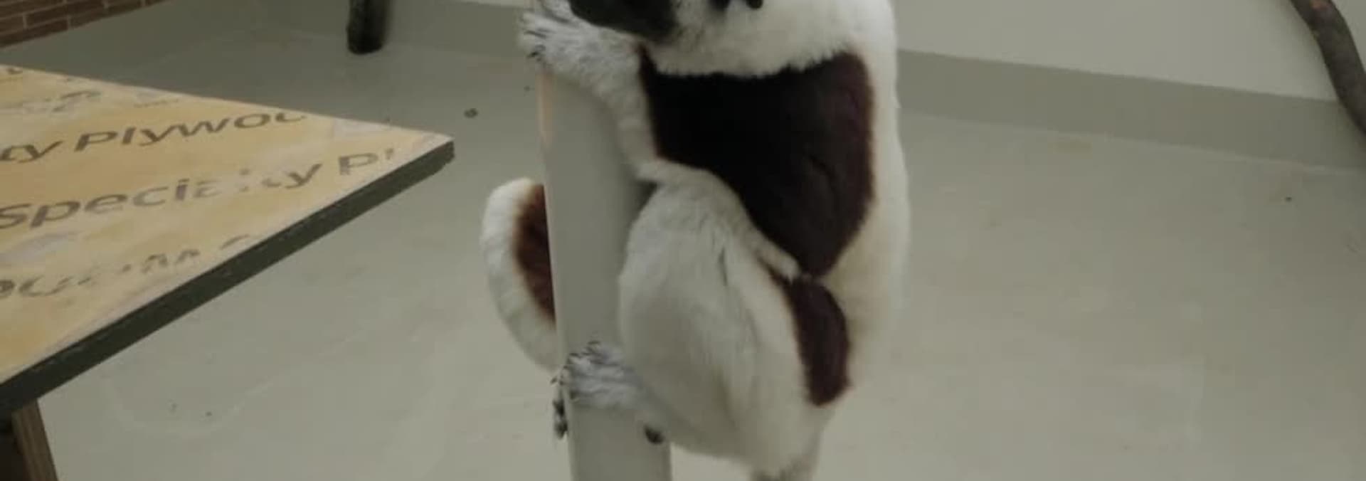 Watch The Zoo S05:E09 - Lemur Love - Free TV Shows | Tubi