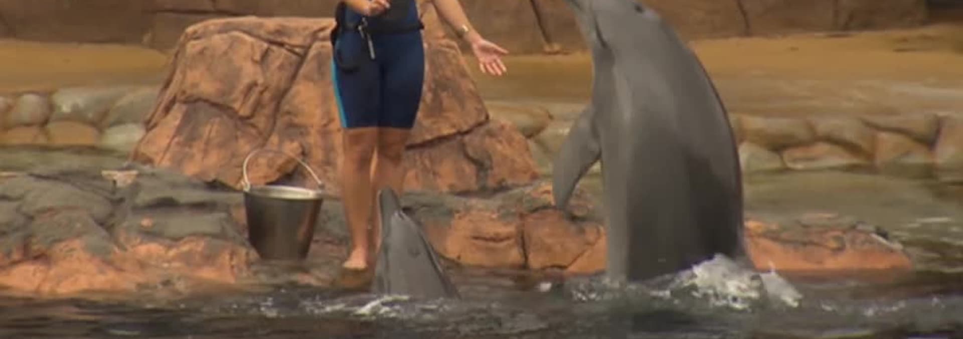 Watch All About Animals S03:E09 - Dolphin Encounters, Rabbit Care, and ...