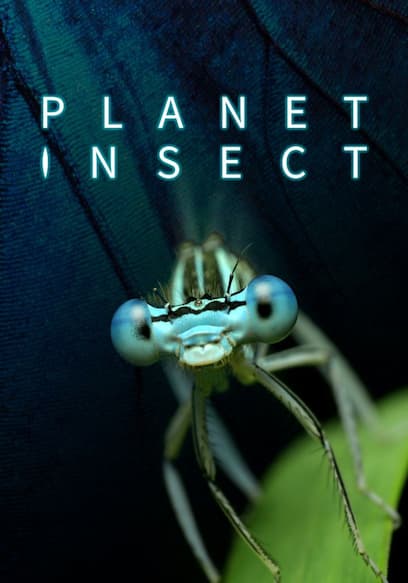 Watch Planet Insect - Free TV Shows | Tubi