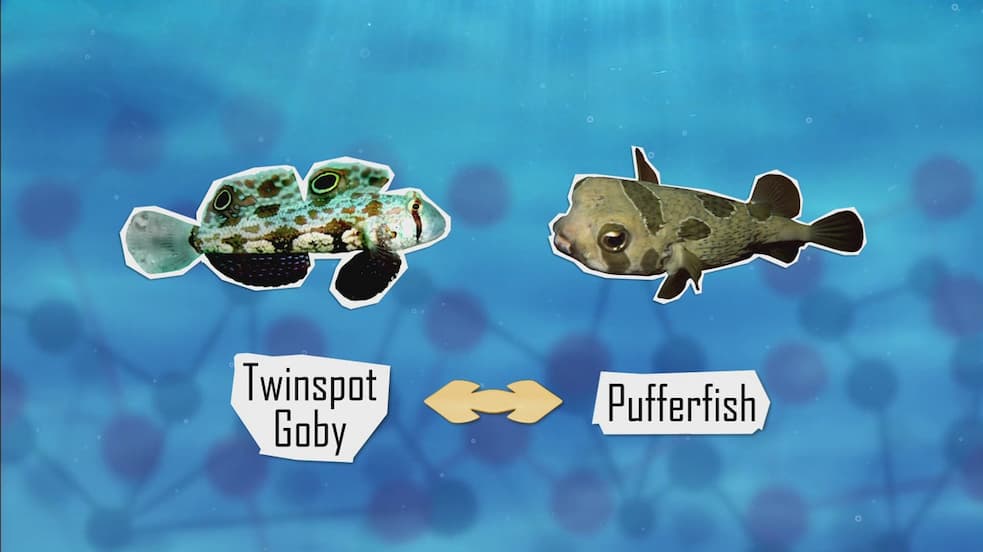 Watch Barney's Barrier Reef Streaming Online | Tubi Free TV