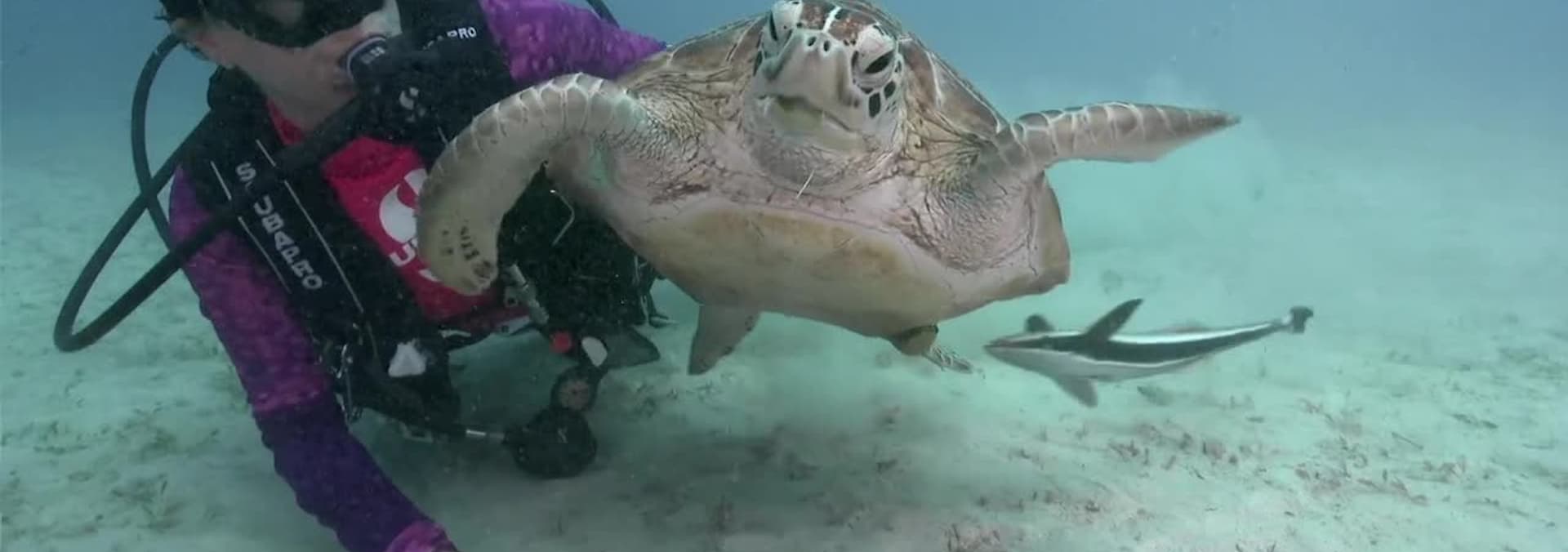 Watch Blue World S07:E05 - Endangered Angel Sharks in California’s ...