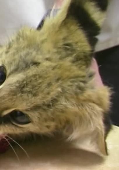 Watch Vets on the Wild Side S01:E08 - Episode 8 - Free TV Shows | Tubi