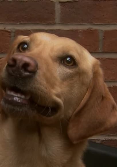 Watch Bad Dog S03:E05 - Pampered Pets - Free TV Shows | Tubi