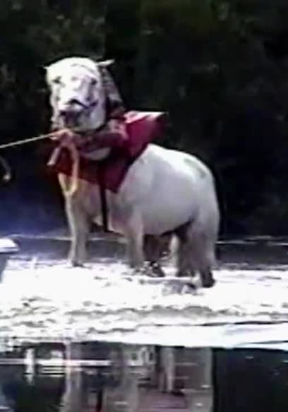 Watch Whacked Out Sports S08:E25 - Episode 25 - Free TV Shows | Tubi